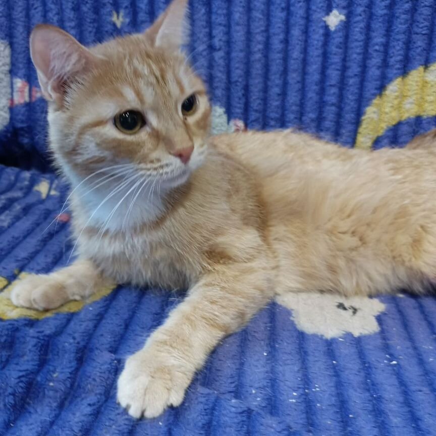 Шикарный котик ищет дом