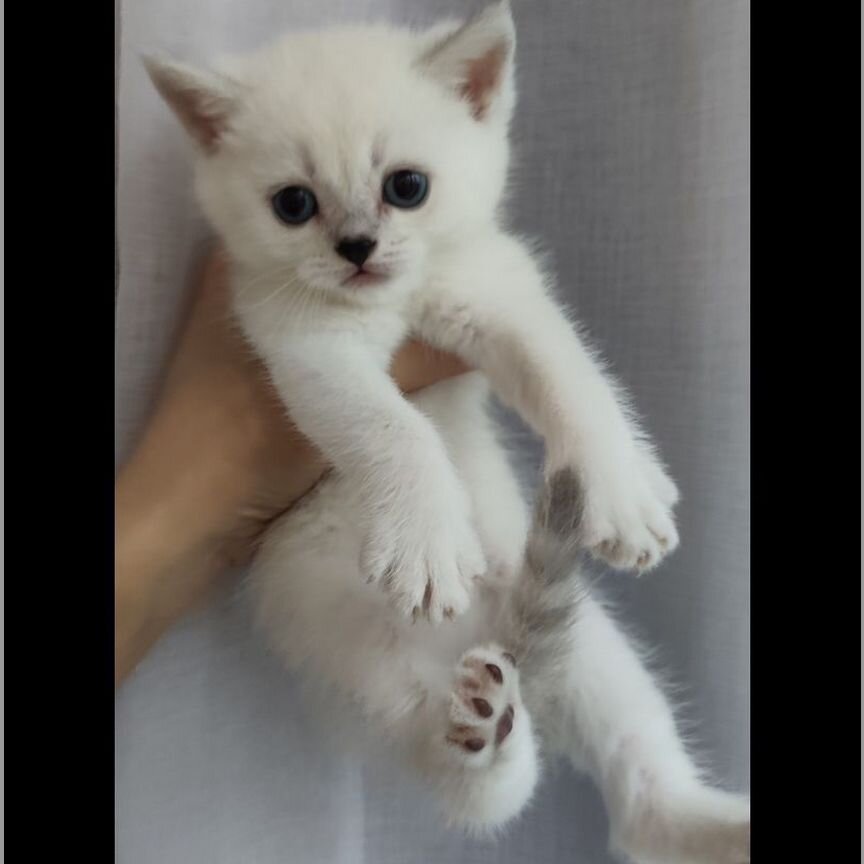 Британский короткошёрстный котёнок