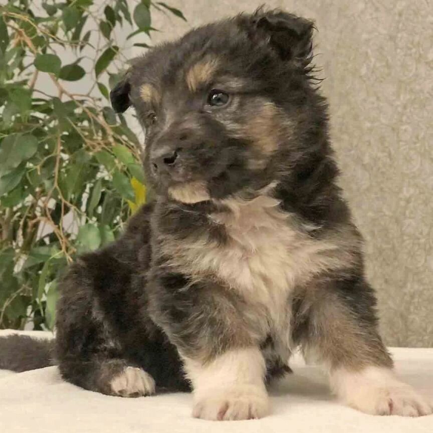 Щенок-мальчик Красавчик