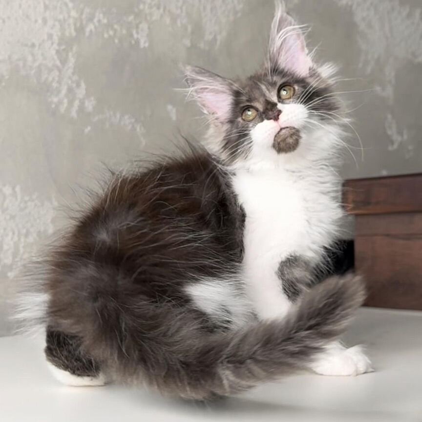 Мейн-кун дымная девочка