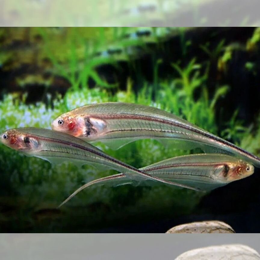 Зелёная ножетелка (Эйгенманния зелёная)