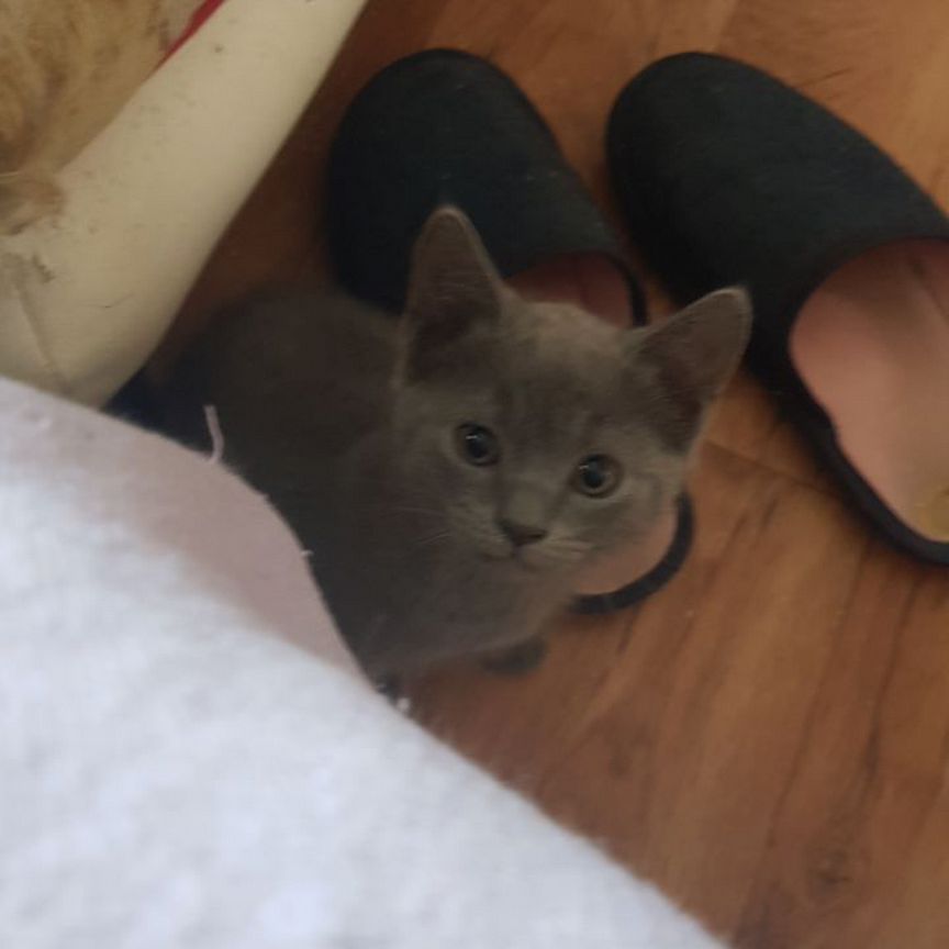Котëнок в добрые руки девочка
