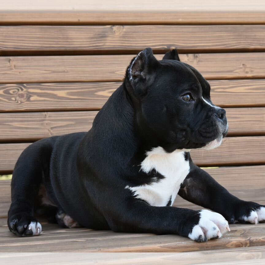 Американский Булли