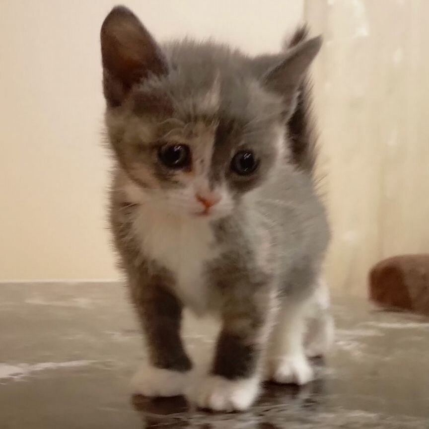 Котёнок в добрые руки