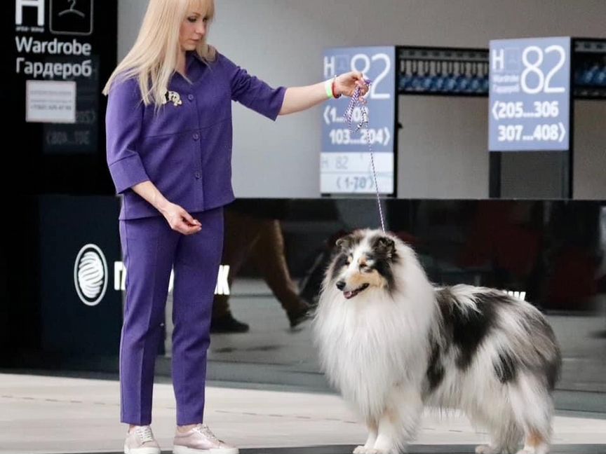 Мраморные колли