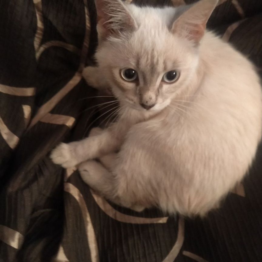 Белый котенок сиамский