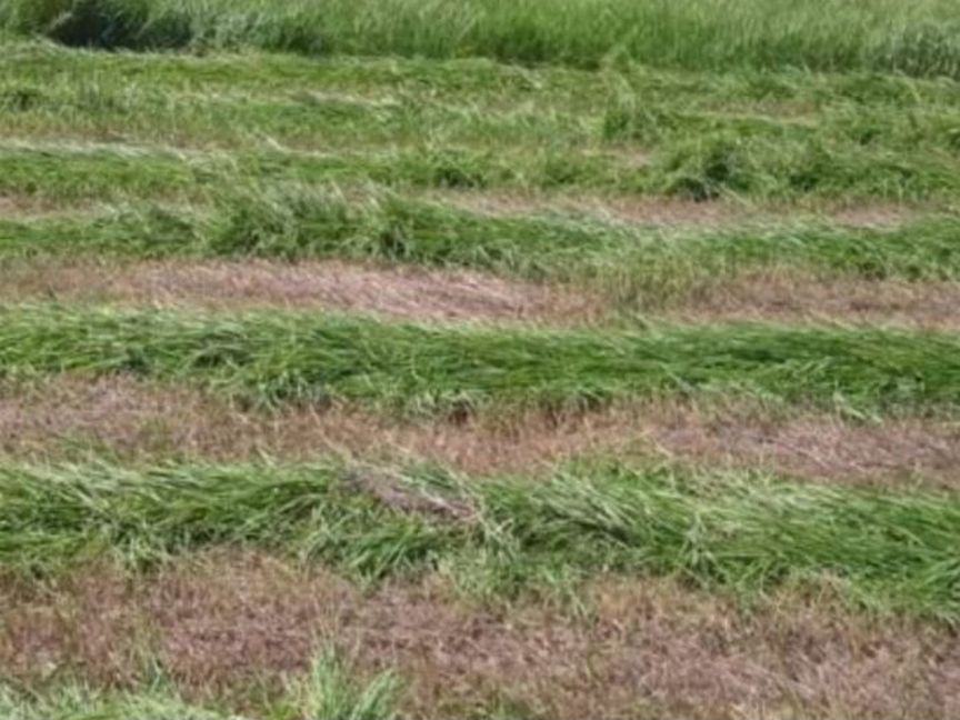 Сенокос на корню продам