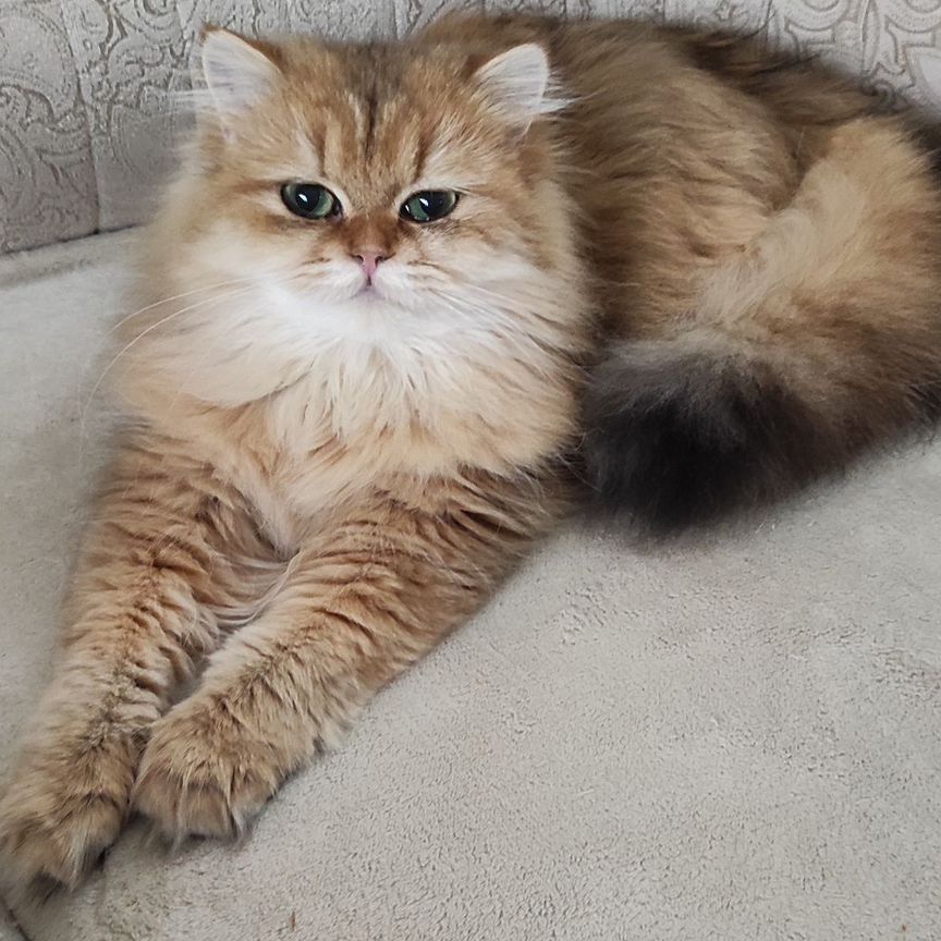 Британская длинношёрстная, взрослая кошка