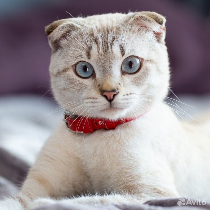 Шикарный кот Фрэш ищет семью