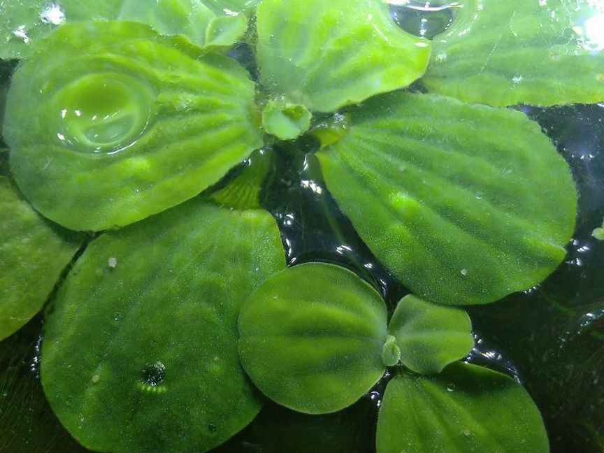 Аквариумные растения