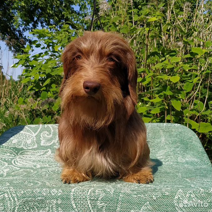 Такса жесткошëрстная кофейная красотка