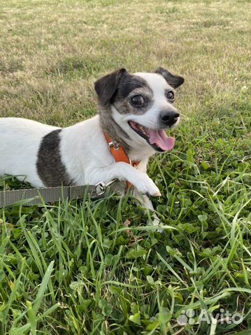 Найдена собака Пртеряшка Ищем хозяина