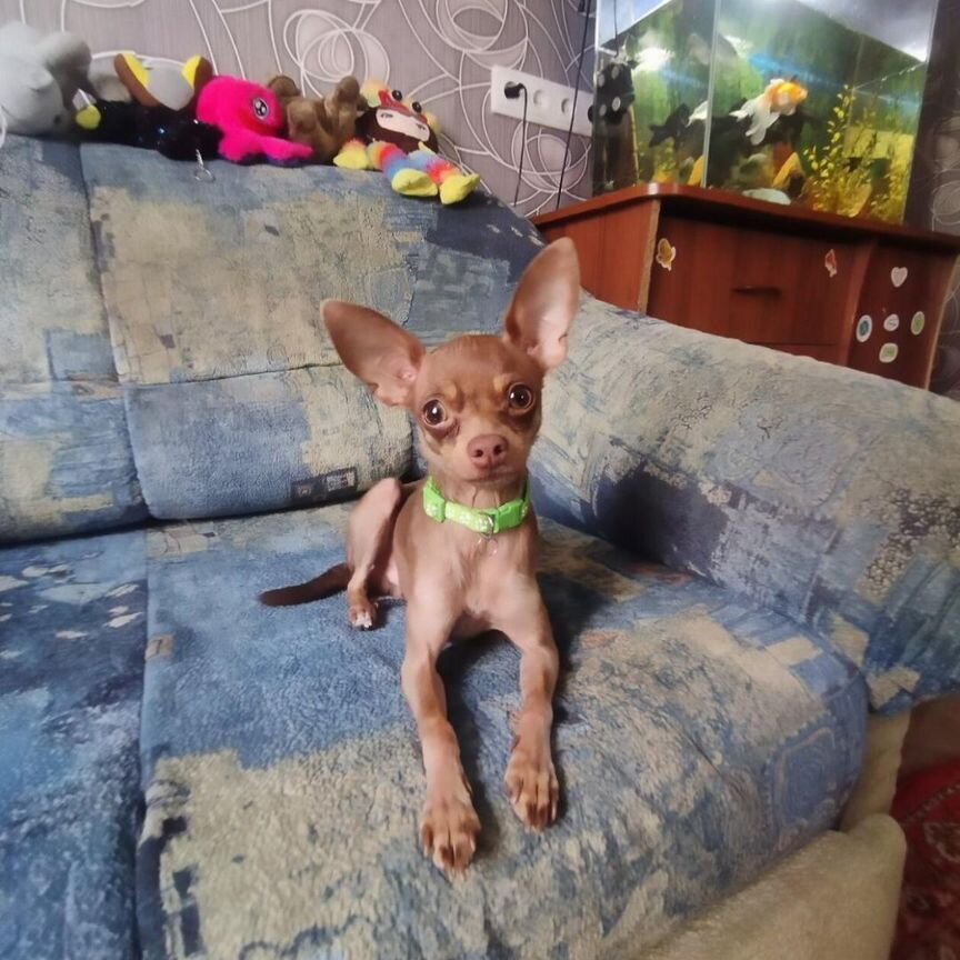 Отдам бесплатно добрые руки собачку мальчик