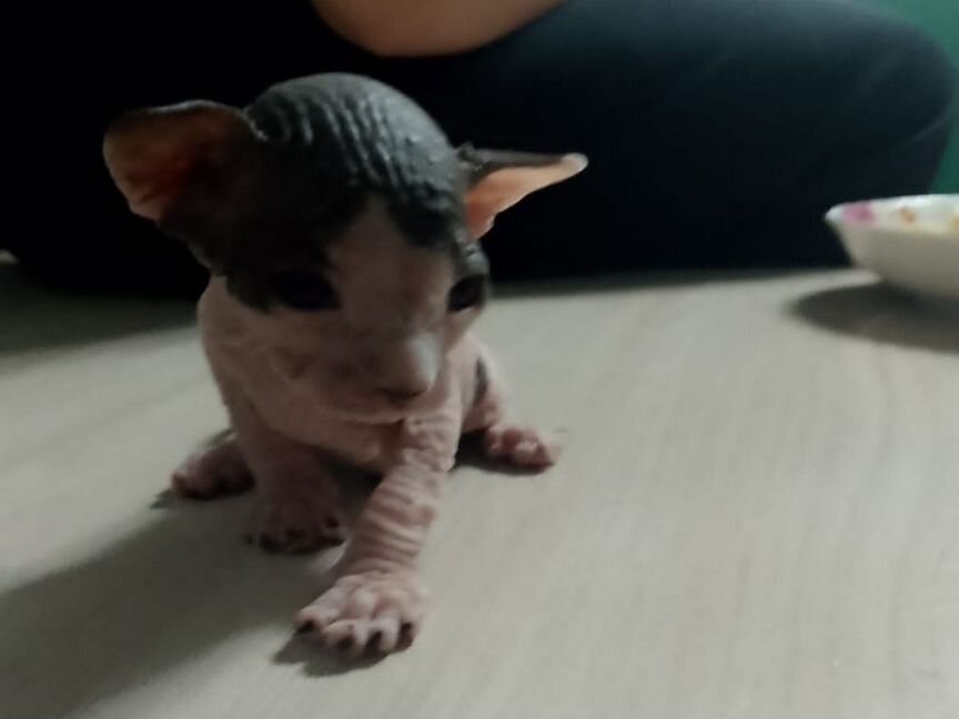 Канадский сфинкс котики