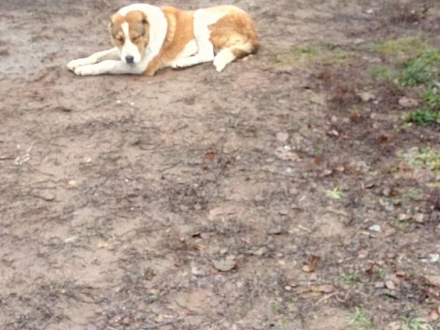 Собаки щенки.сао