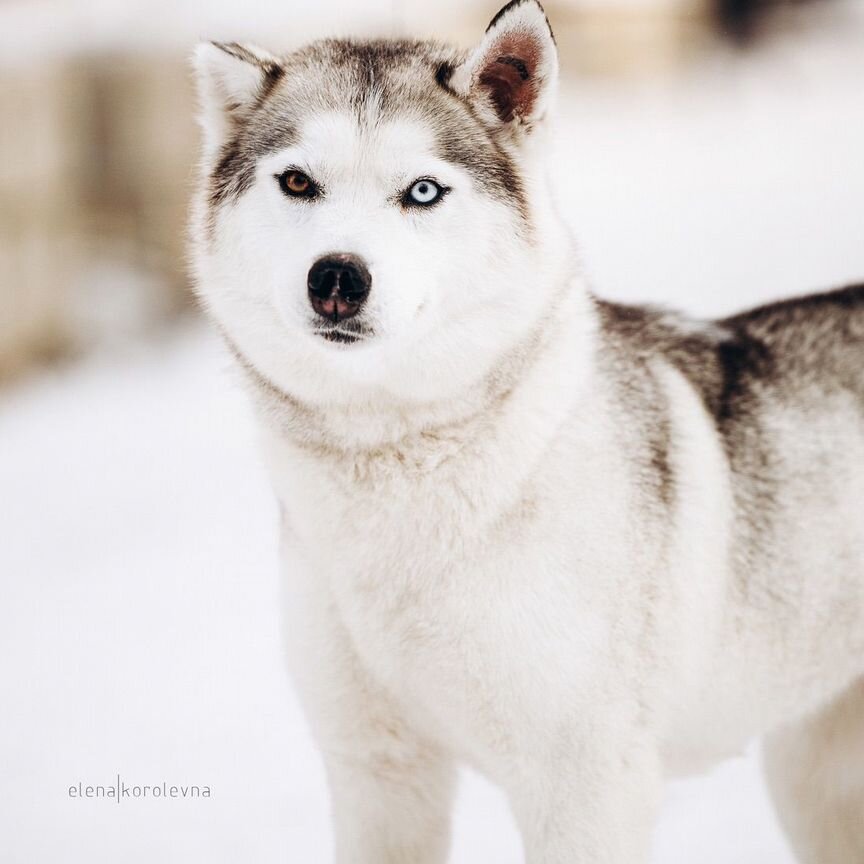 Сибирский хаски, взрослая собака