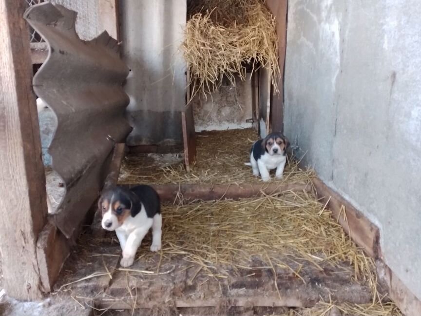 Охотничьи собаки щенки