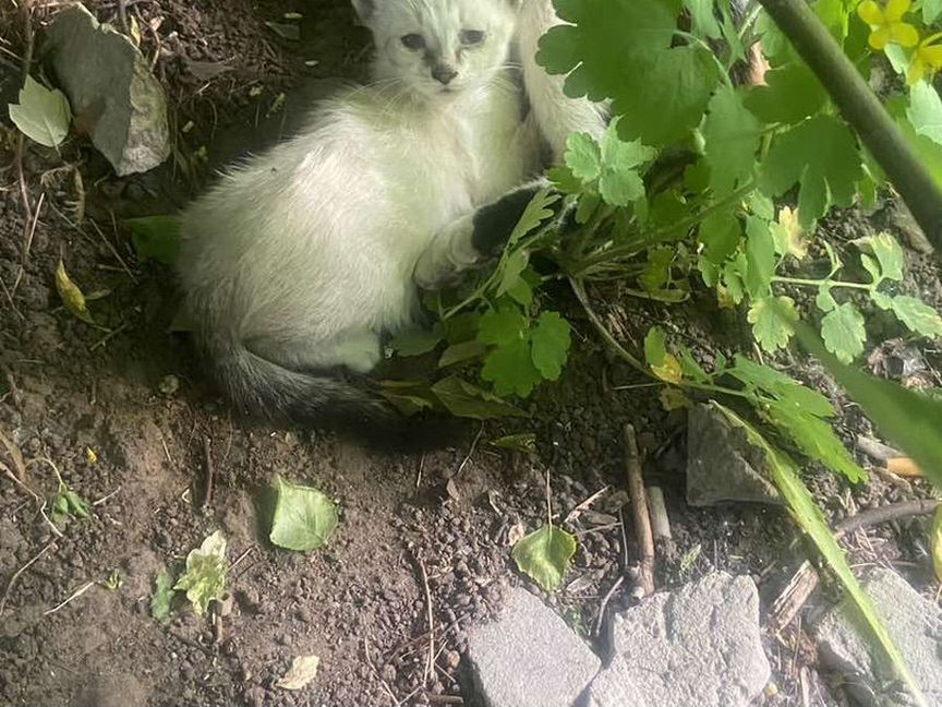 Котята