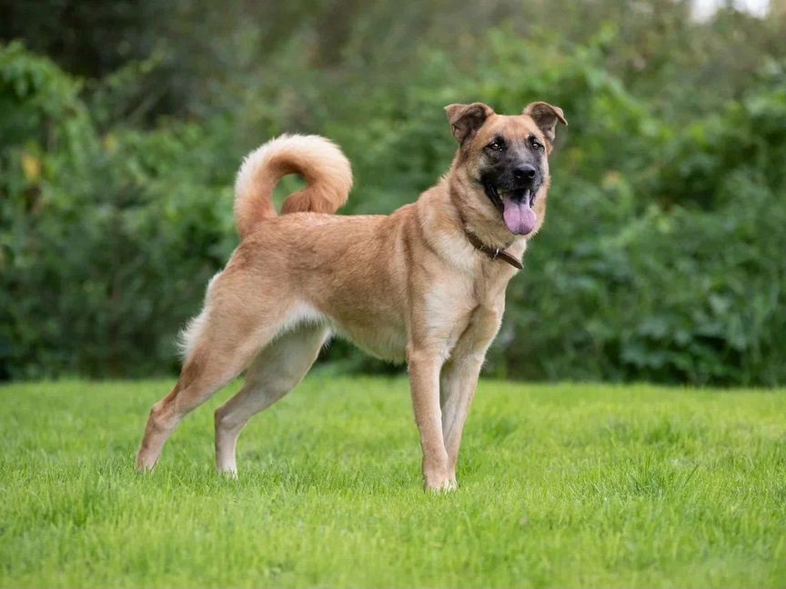 Метис овчарки малинуа Рейна 1,5 года ищет семью