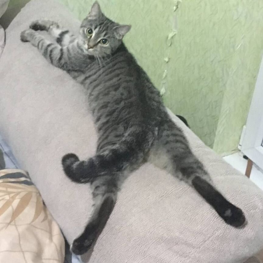 Кошка охотница в добрые руки