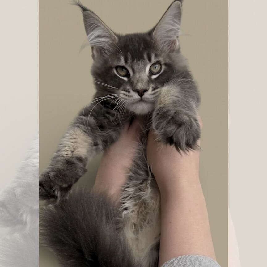 Мейн-кун котёнок