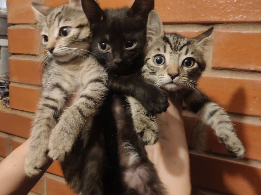 Букет новогодних котиков