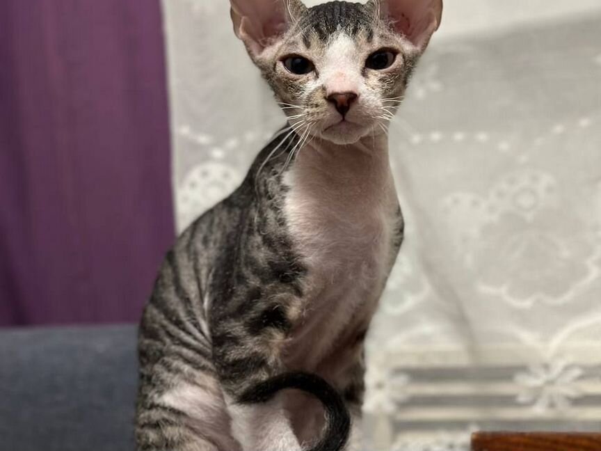 Кошки донской сфинкс