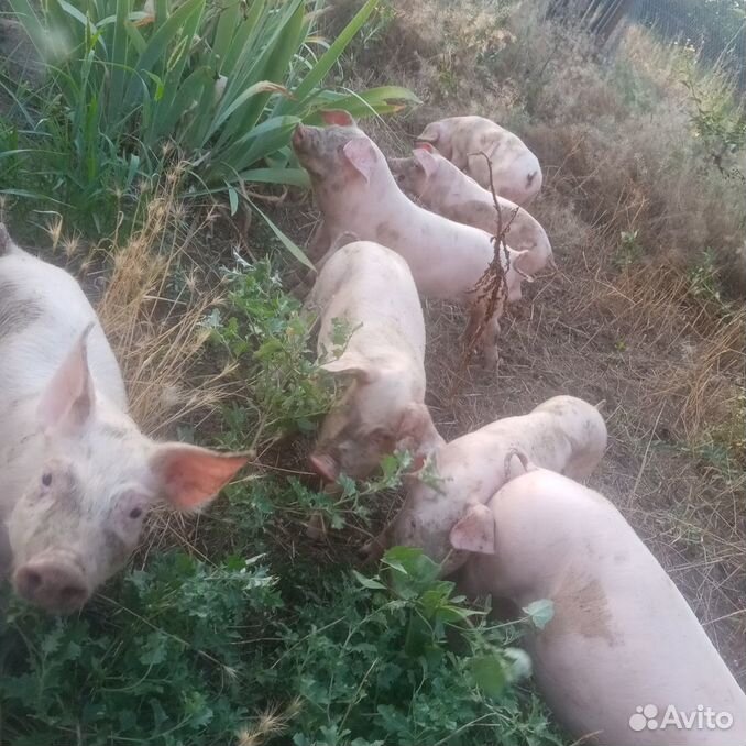 Продаются поросята