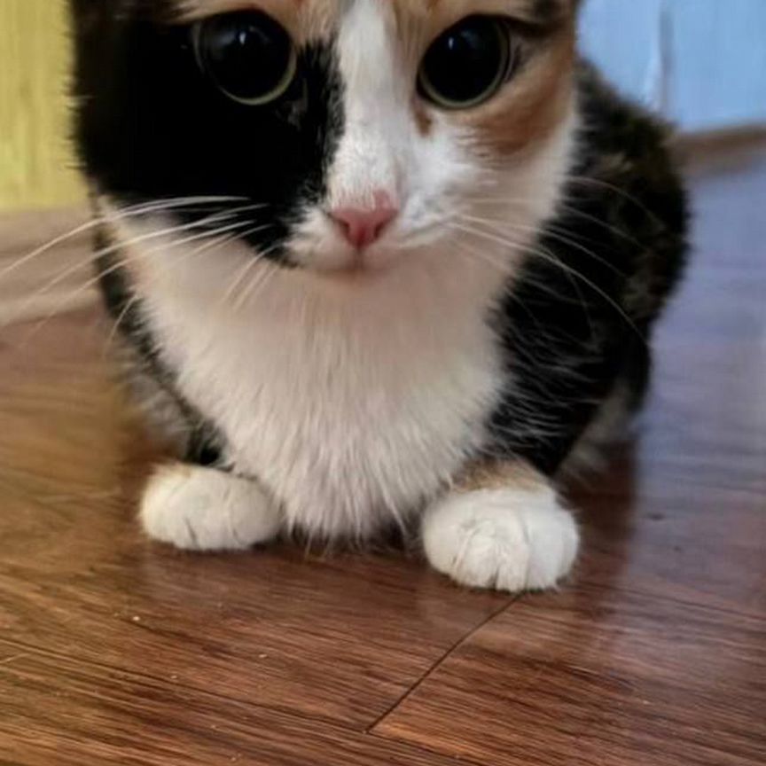 Взрослая кошка в добрые руки