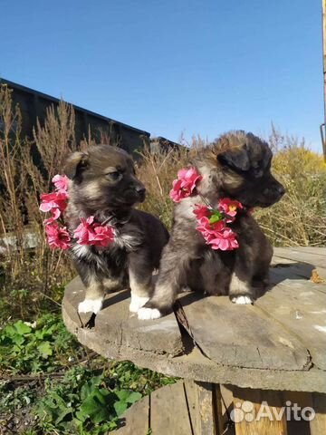 Щенок девочка мальчик 4 недели