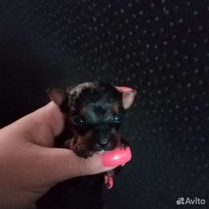 Черки. Мама той терьер папа йорк