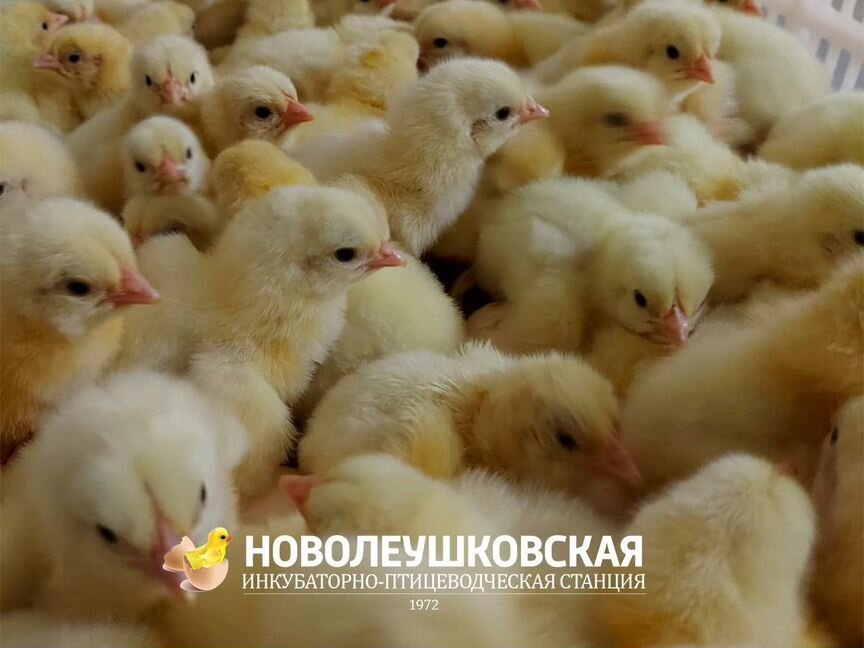 Суточные цыплята кобб 500