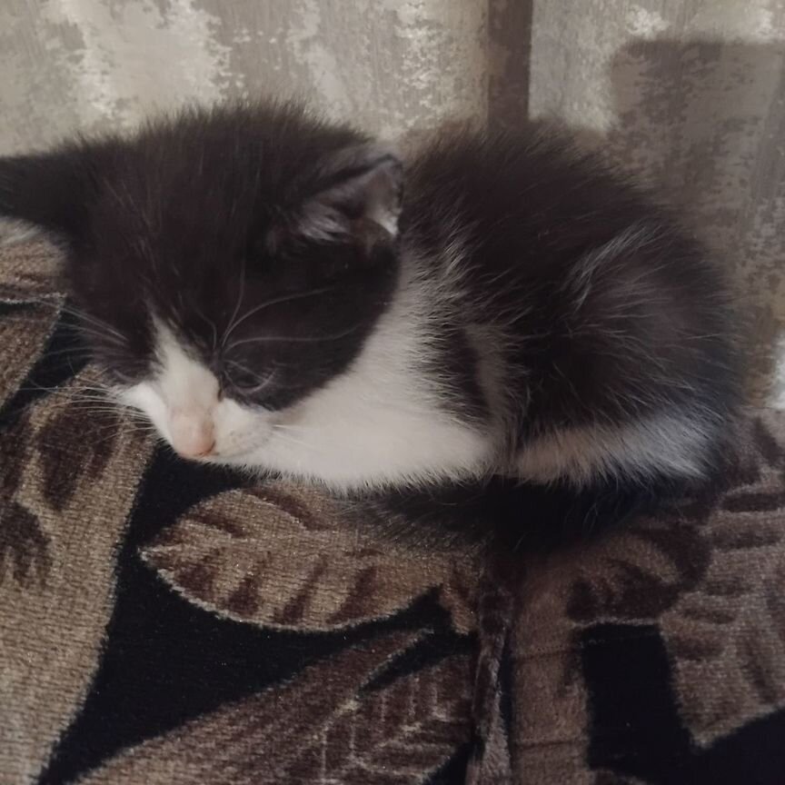 Котята,котёнок