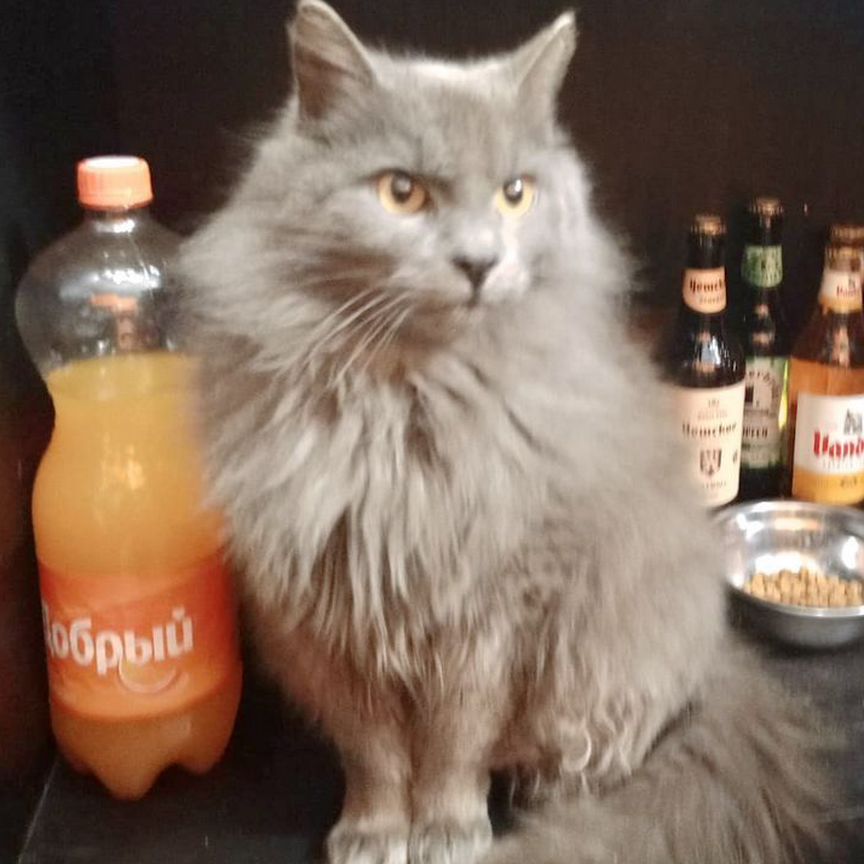 Кот по имени Граф