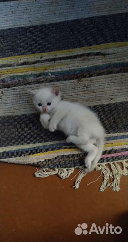 Милый котенок-девочка, 7.5 недель
