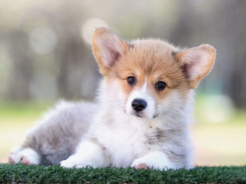 Вельшкорги Пемброк Нежные Рыжики и Яркие Триколоры