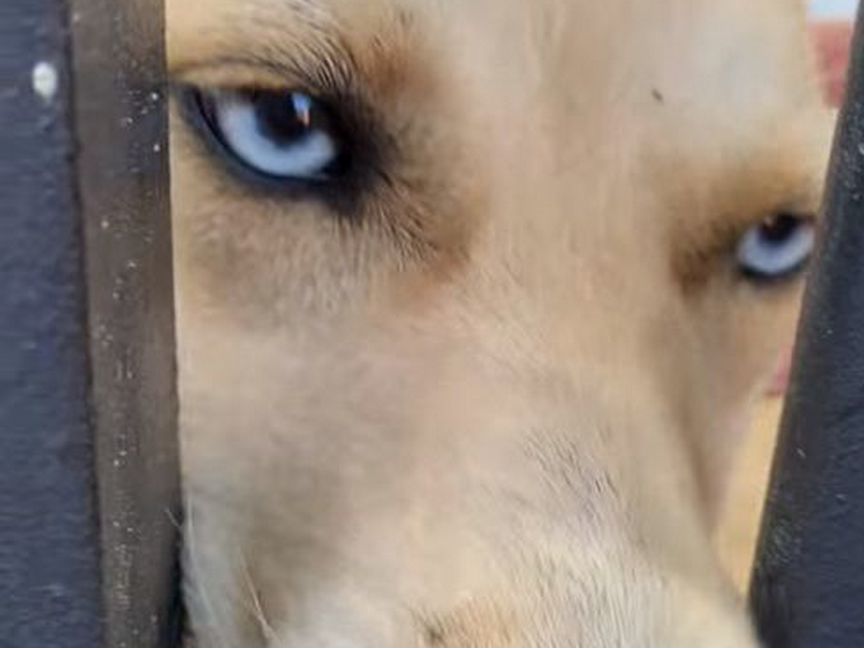 Хэппи ищет дом