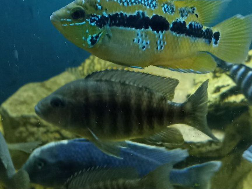 Цихлазома Сальвини