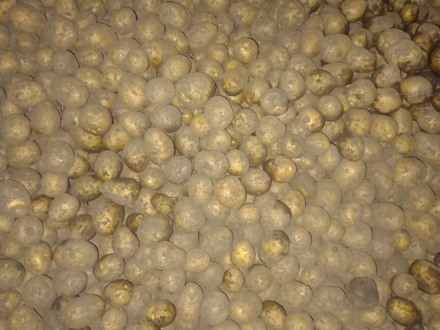 Семенной картофель гала