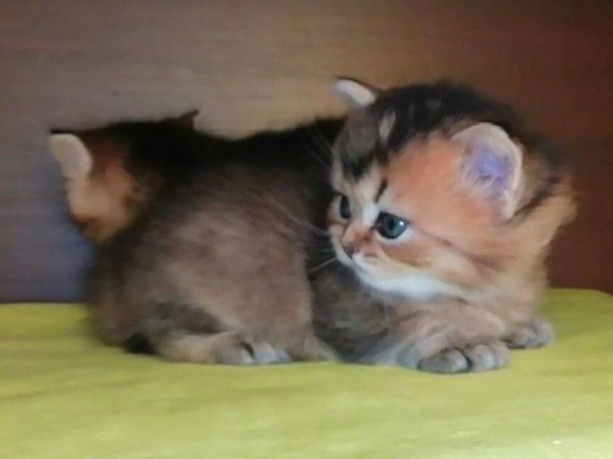 Шотландские котодетки чёрное золото