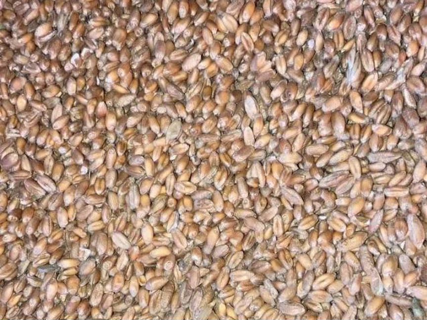 Гречиха, Пшеница яровая на корм