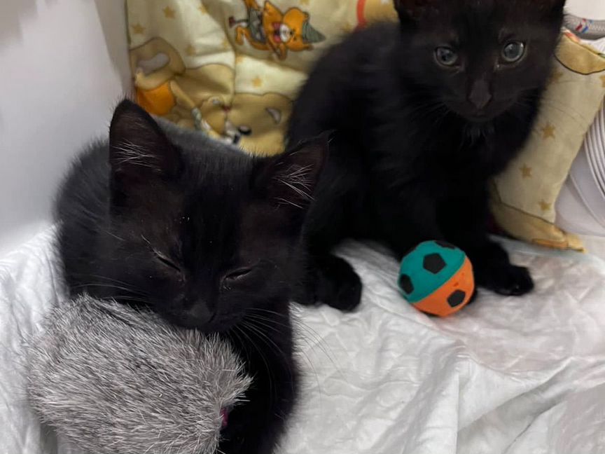 Котята в добрые руки бесплатно