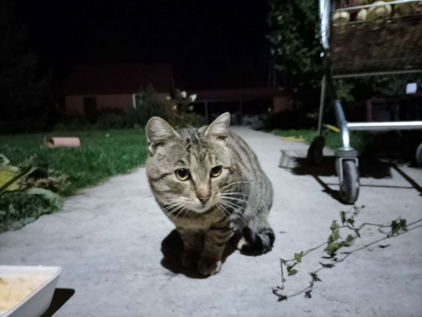 Приятно полосатый котик в добрые руки бесплатно