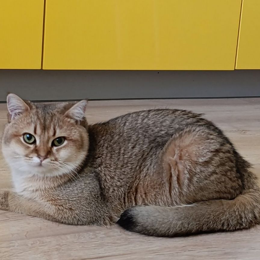 Британский короткошёрстный кот, вязка