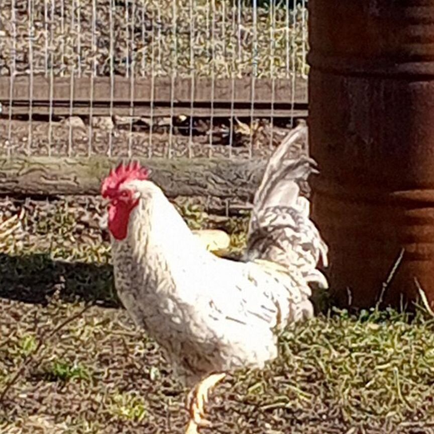 Петух молодой домашний