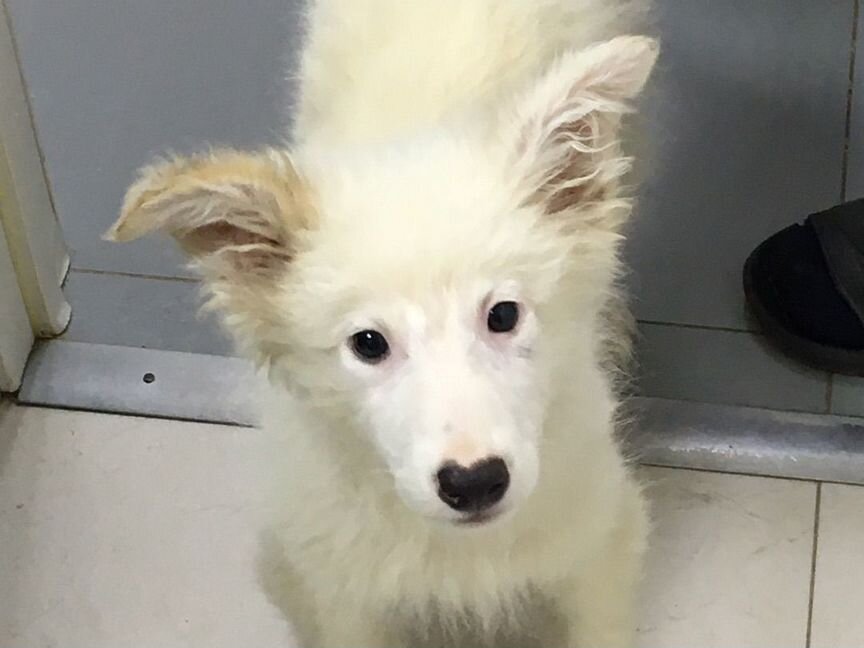 Щенок в частный дом