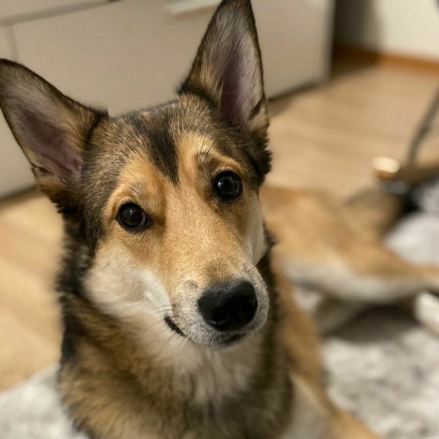 Добрый Ронни ищет дом / приют