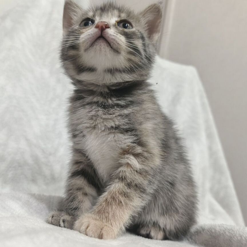 Ориентальный котёнок