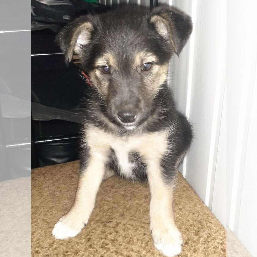 Щенок в добрые руки