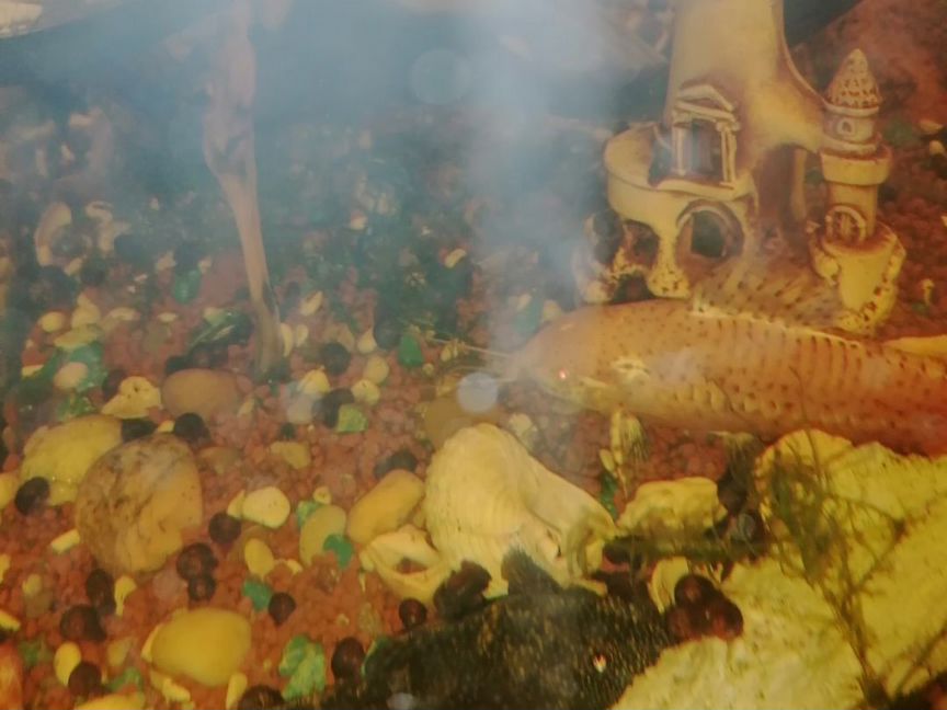 Рыба сомик таракатум обмен на растения самец